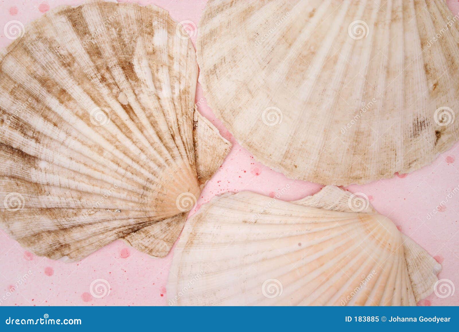 Shells stock image. Image of seashells, crustacean, shell - 183885