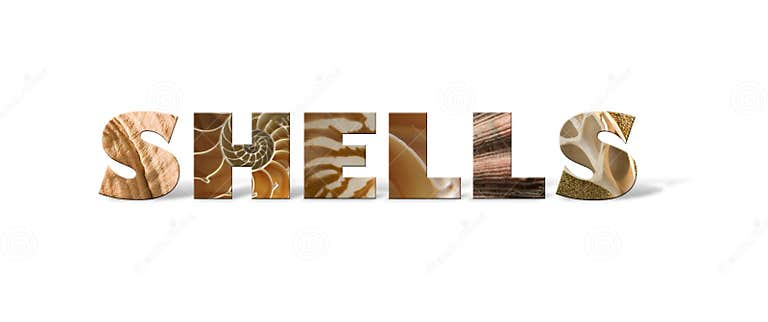 Shells stock photo. Image of seashell, beach, sand, tranquil - 18511508