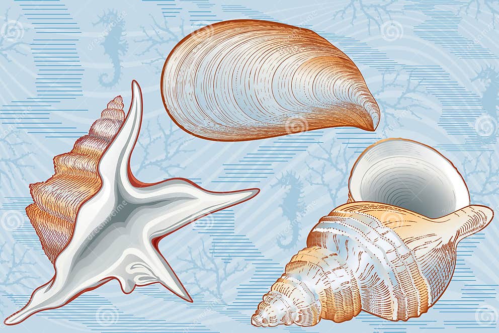 Shells stock vector. Illustration of nature, line, life - 19006127