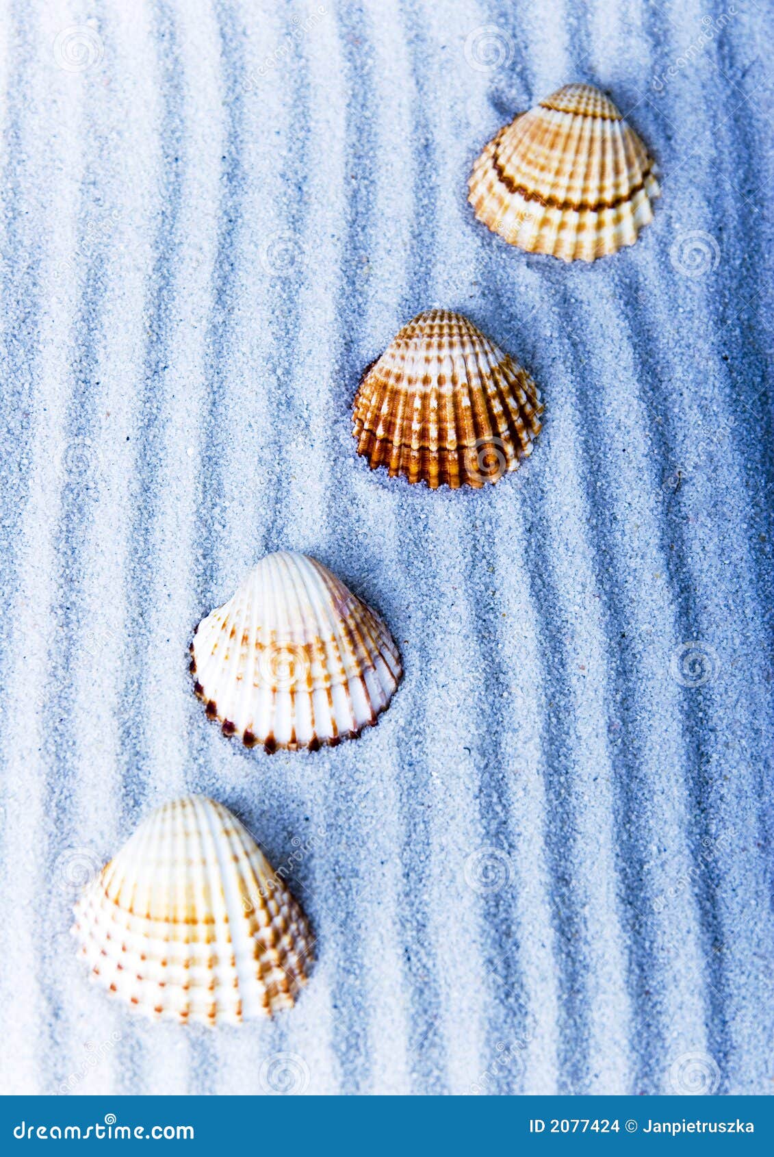 131 Seashell Valve Stock Photos - Free & Royalty-Free Stock Photos from ...