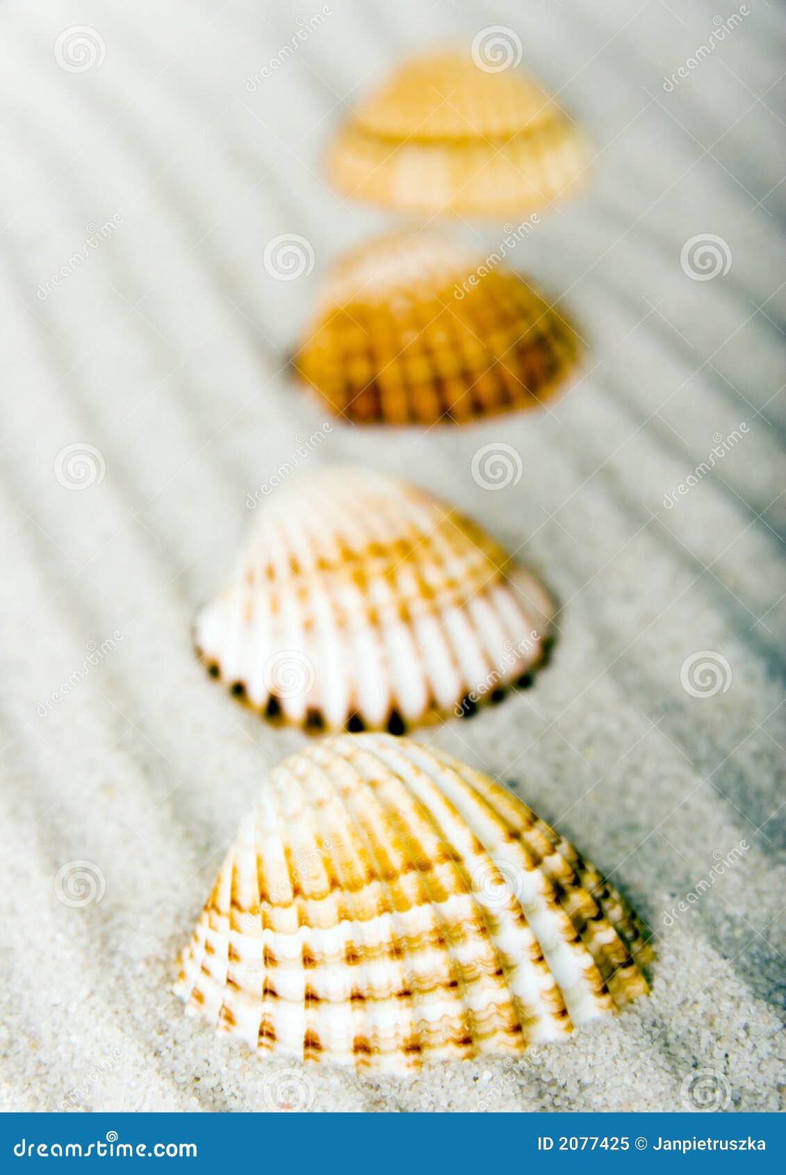 Shells stock image. Image of exoskeleton, crusts, sandy - 2077425
