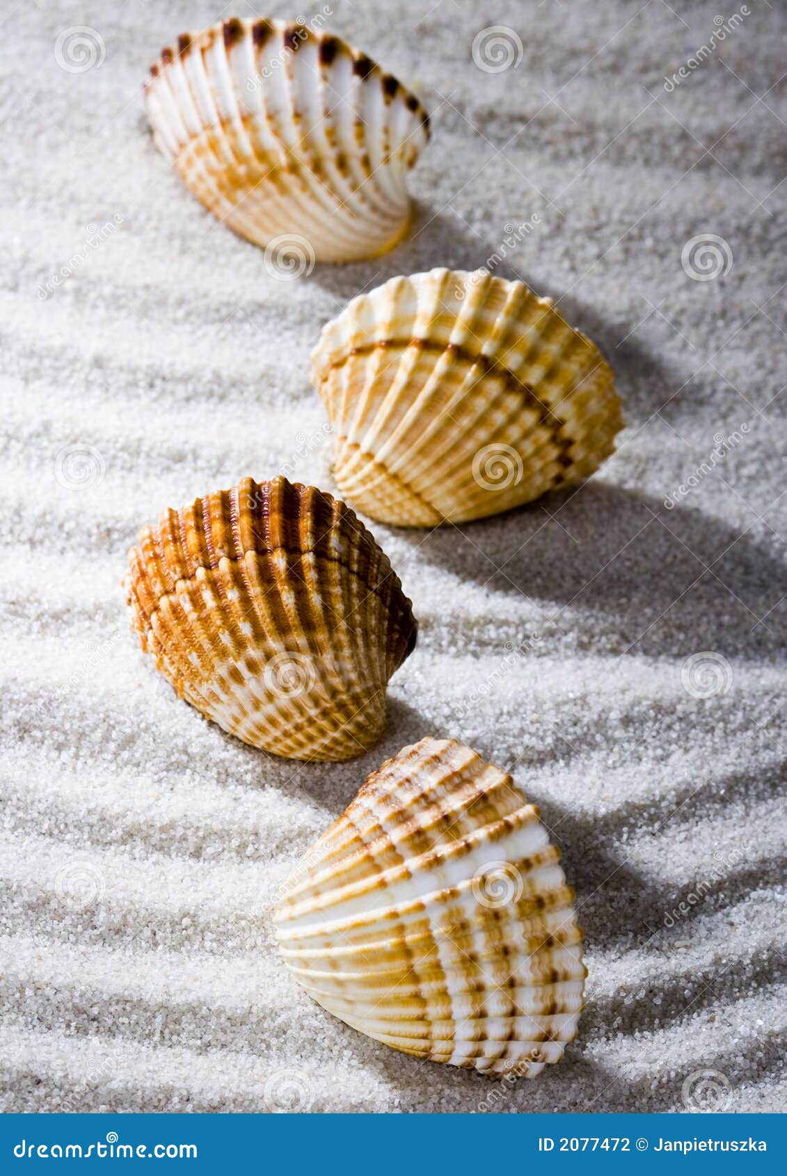 Shells stock photo. Image of valve, molluscs, seastars - 2077472