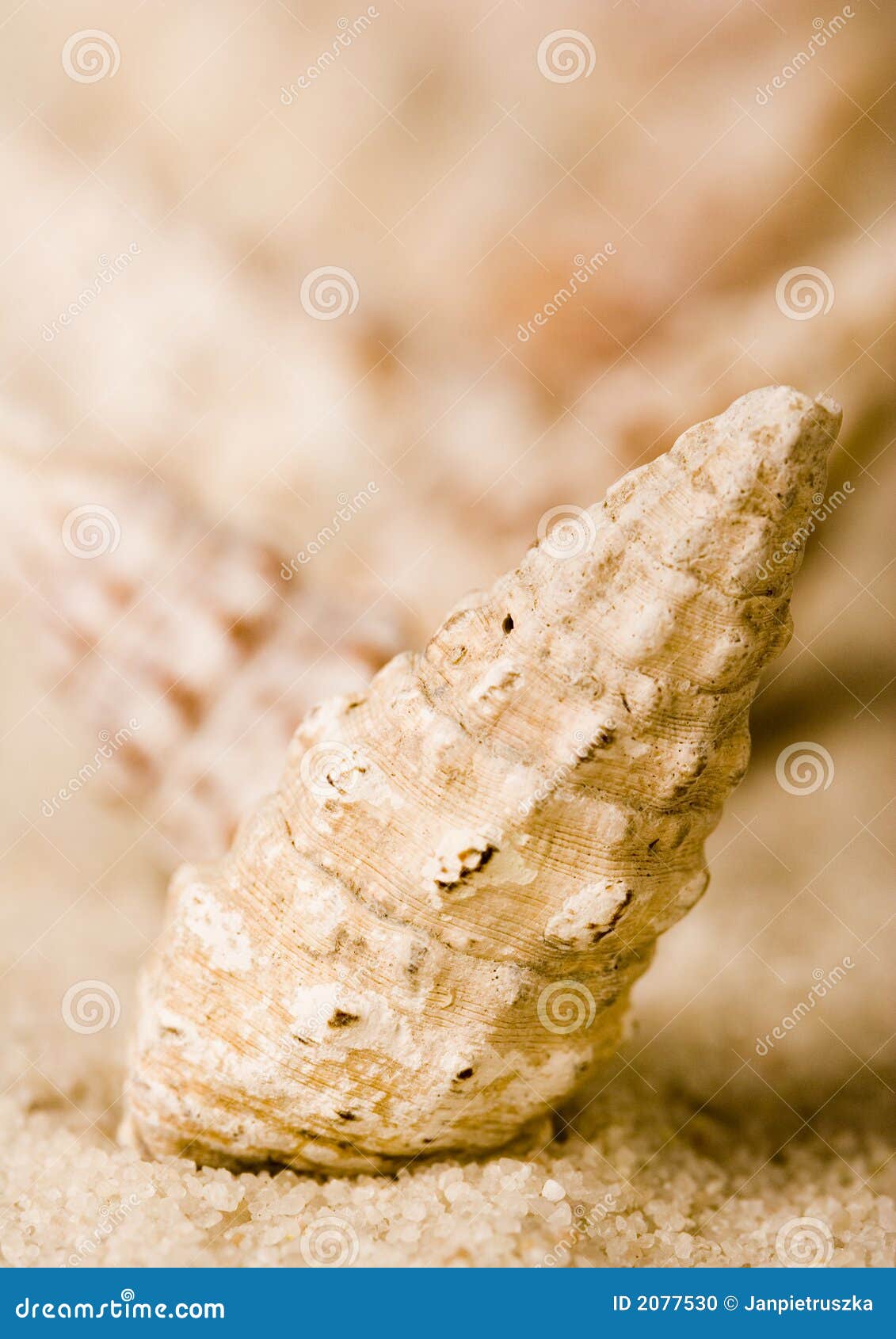 Shells stock photo. Image of sand, shells, crusts, sandy - 2077530