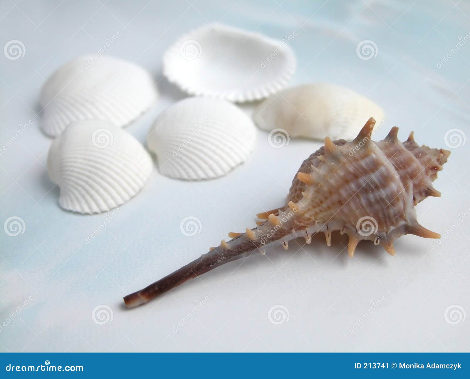 Shells stock image. Image of closeup, summer, collection - 213741
