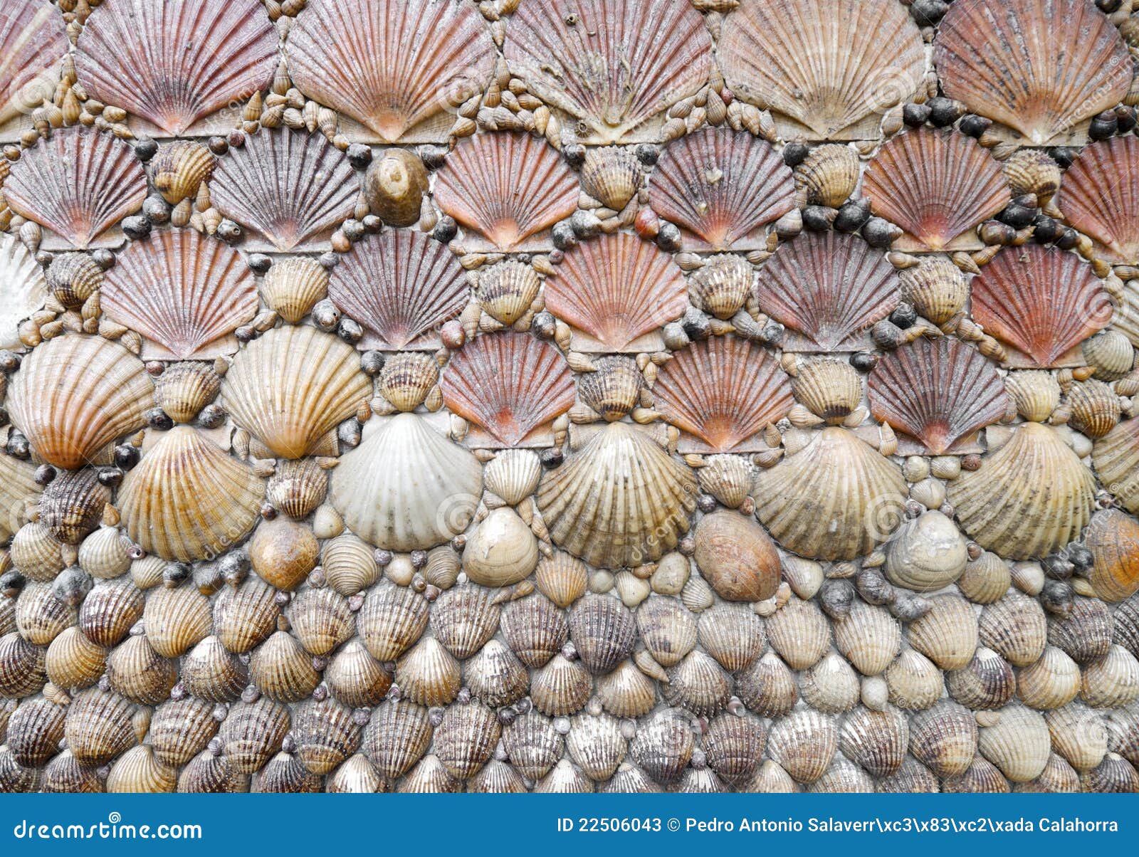 Shells stock image. Image of collection, living, beach - 22506043