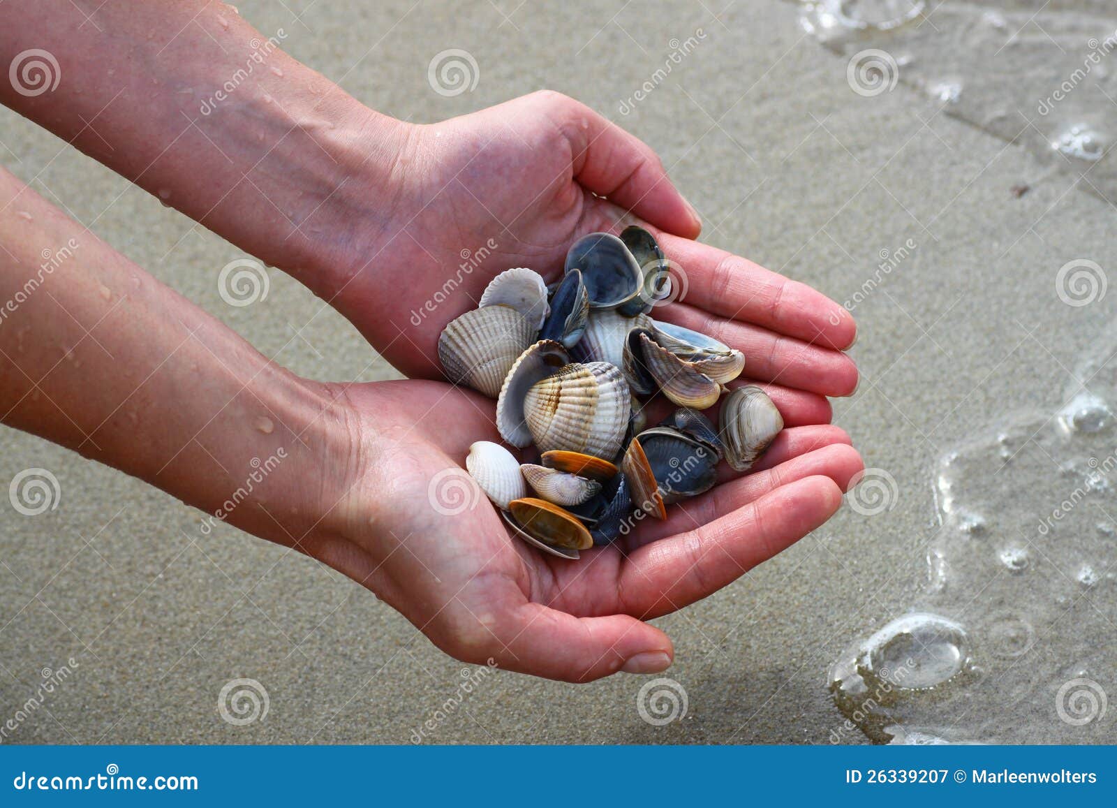 Shells stock image. Image of vacation, shells, play, holiday - 26339207