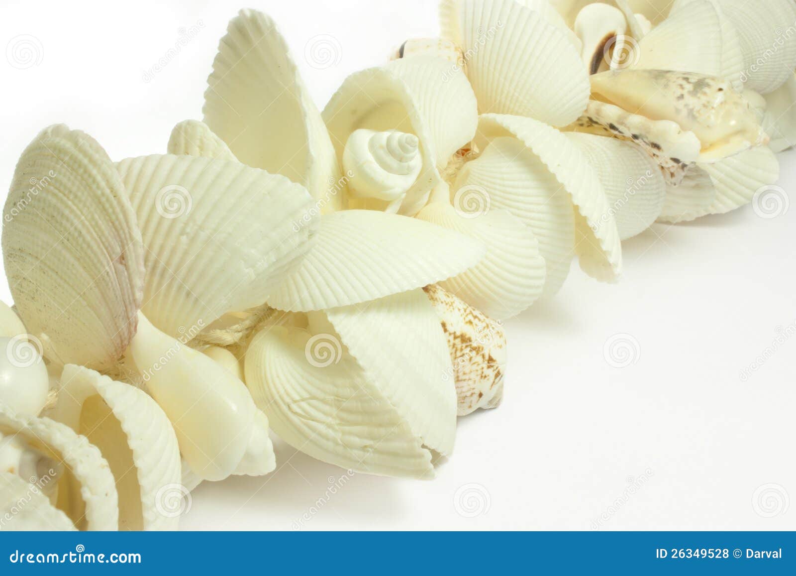 Shells stock photo. Image of collection, sort, toothed - 26349528
