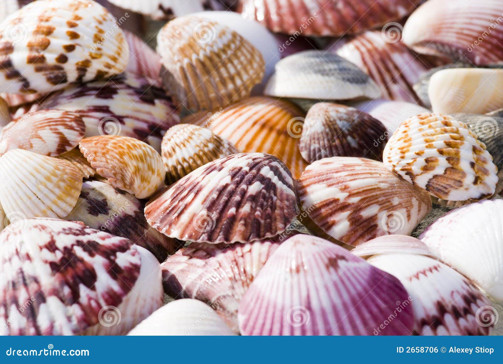 Shells Scatter Stock Photos - Free & Royalty-Free Stock Photos from ...