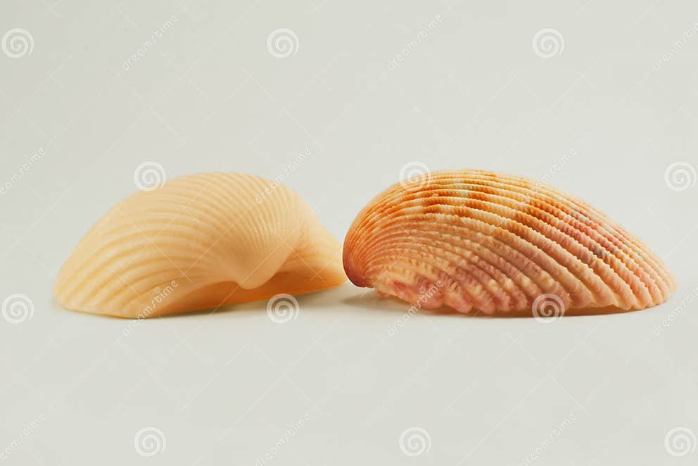 Shells 2682 stock image. Image of objects, friends, underwater - 13970957