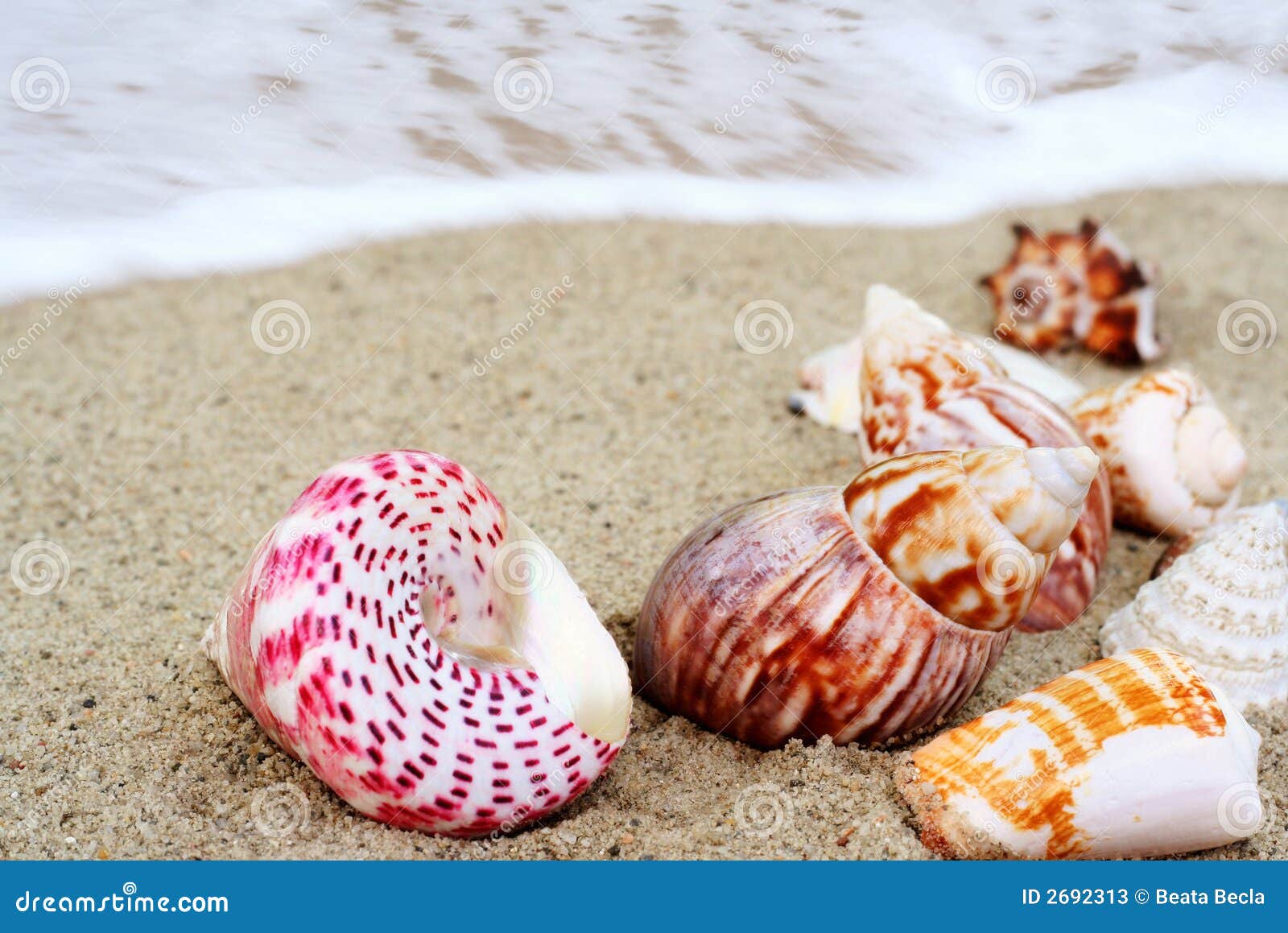 Shells stock image. Image of spiral, shell, beach, textured - 2692313
