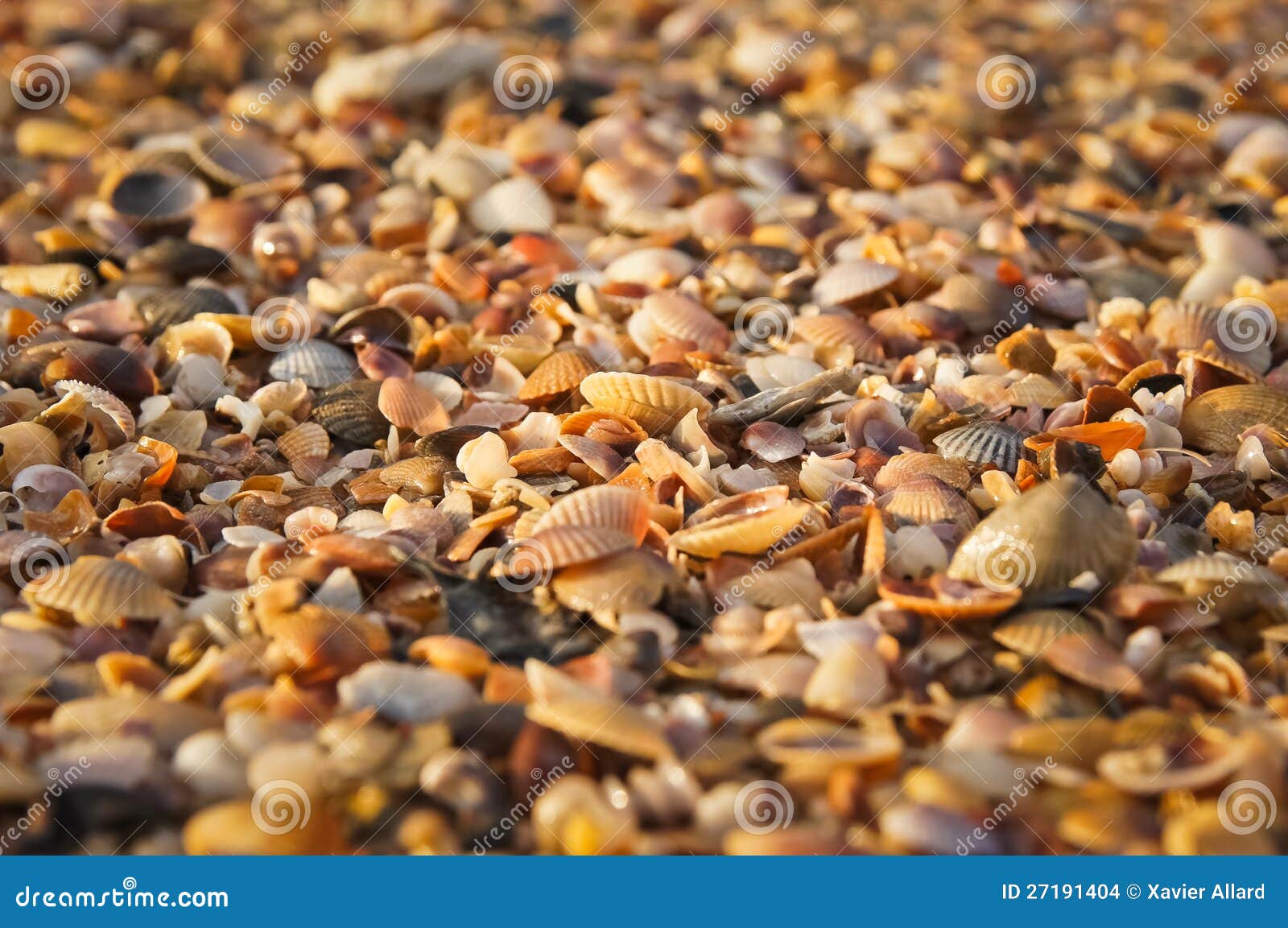Shells stock photo. Image of shell, buddhism, asia, beach - 27191404