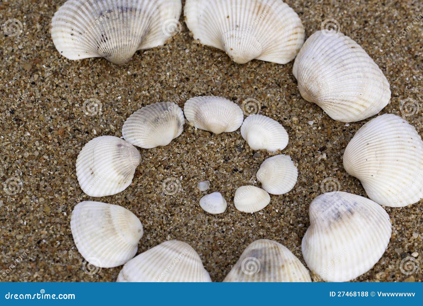 Shells stock photo. Image of shells, design, nature, beach - 27468188