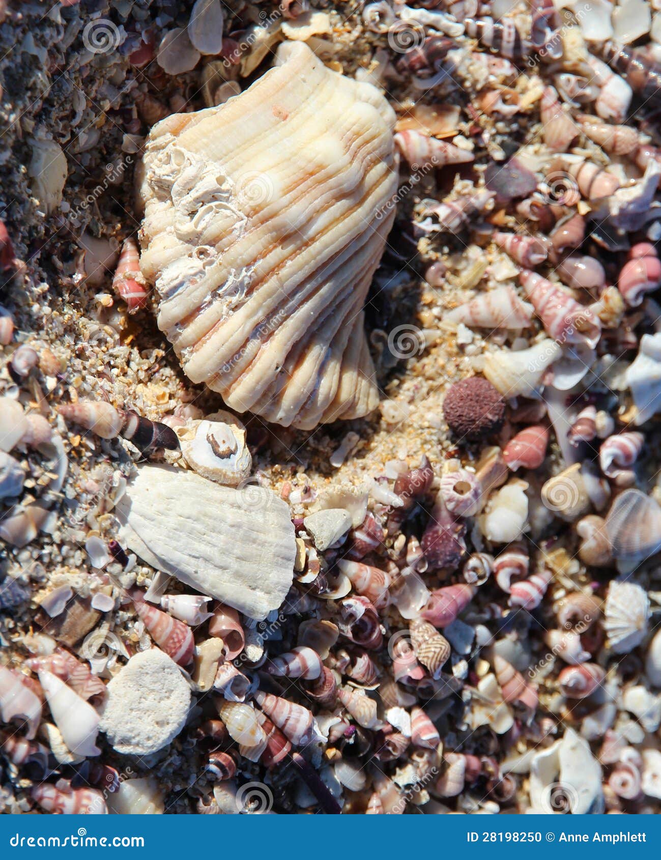 Shells stock photo. Image of seascape, dune, nature, sand - 28198250