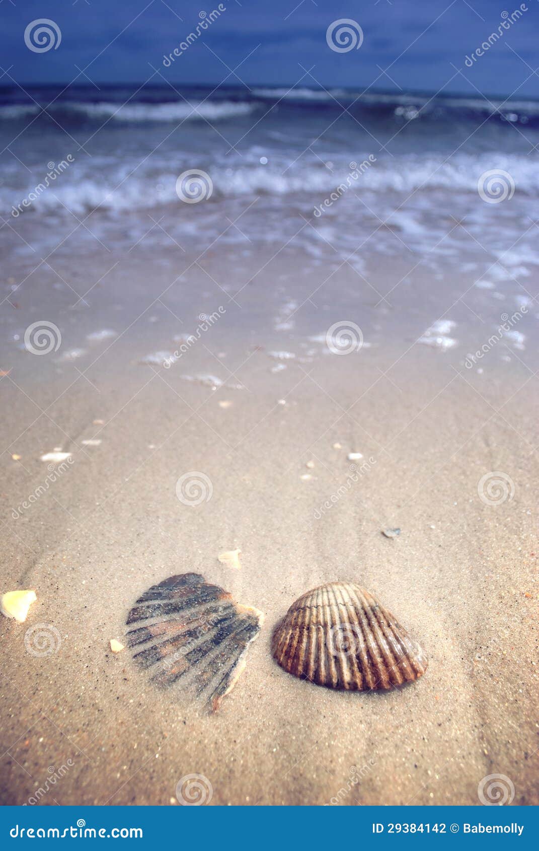 The shells stock photo. Image of journey, sand, australia - 29384142