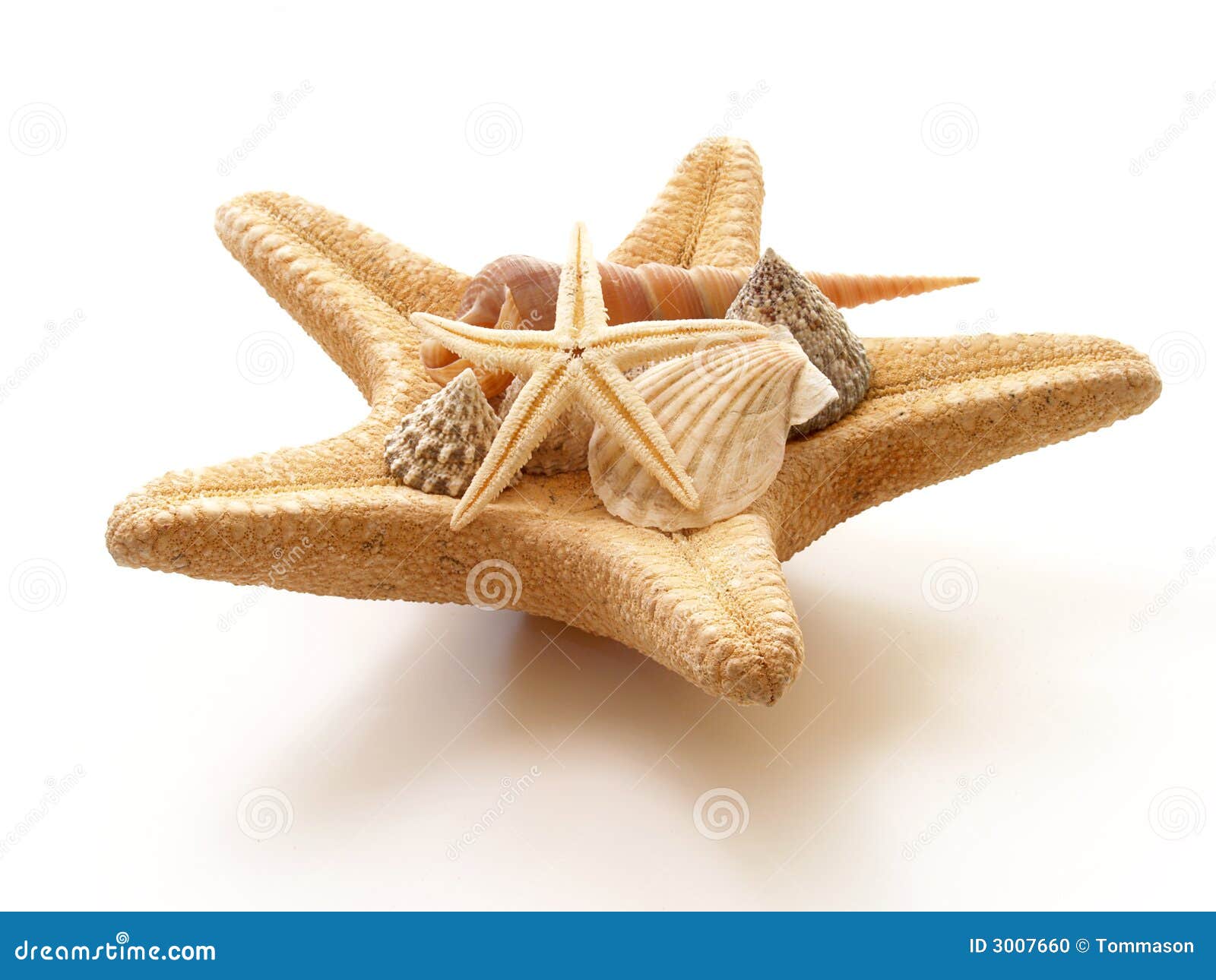 Shells stock photo. Image of starfish, ocean, twist, five - 3007660