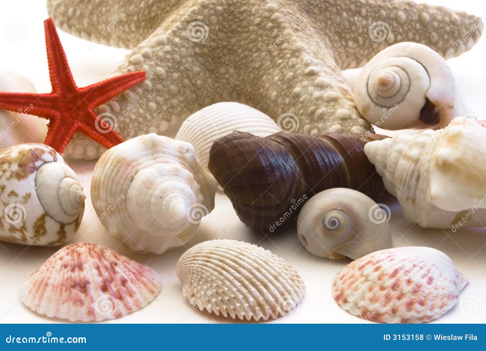 Shells stock photo. Image of mussels, seashell, framed - 3153158