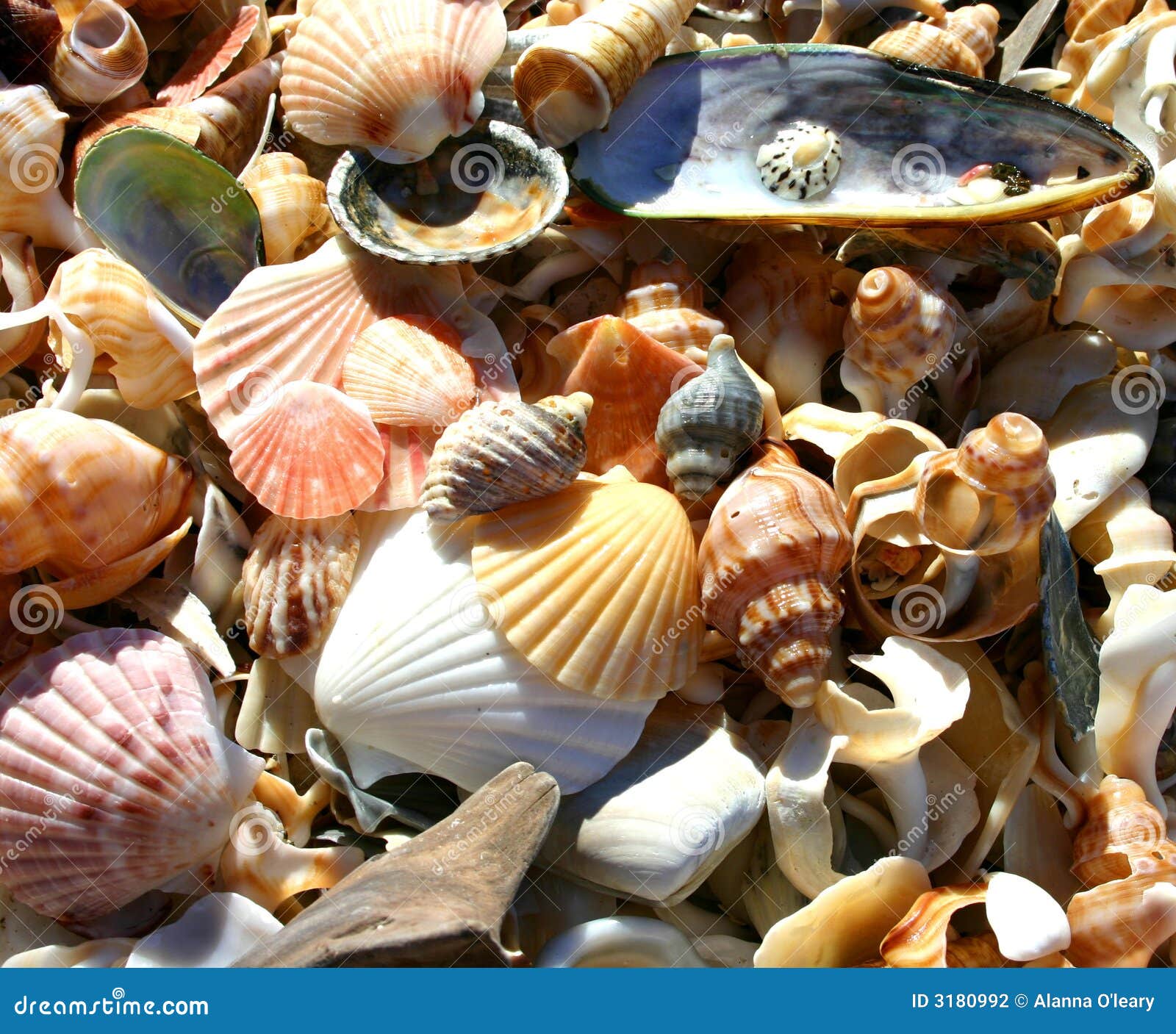 Shells stock photo. Image of beach, shells, limpets, summer - 3180992