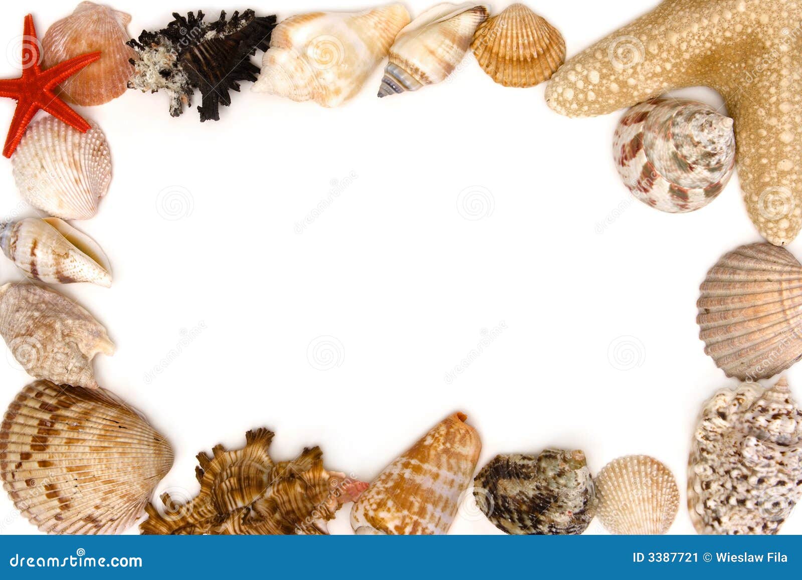 Shells stock image. Image of mammals, bordered, mussel - 3387721