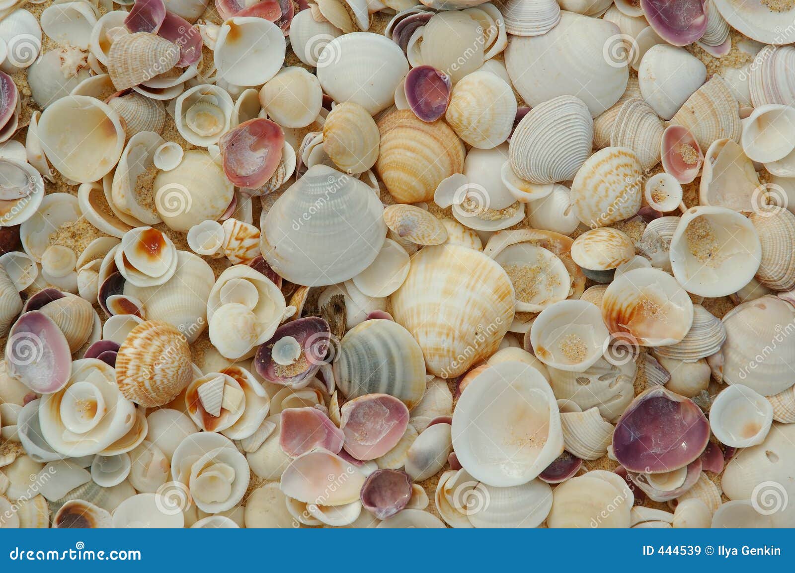 Shells stock image. Image of shore, granules, seashell - 444539