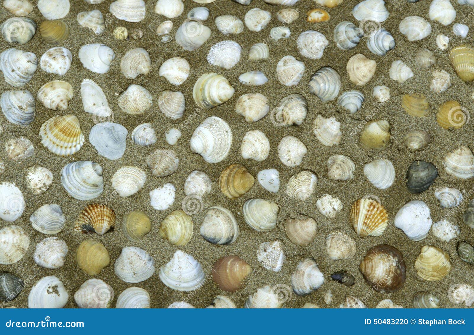 Shells stock photo. Image of shell, seaside, ornamental - 50483220