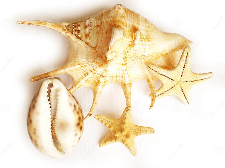 Shells stock photo. Image of design, background, echinoderms - 5422016