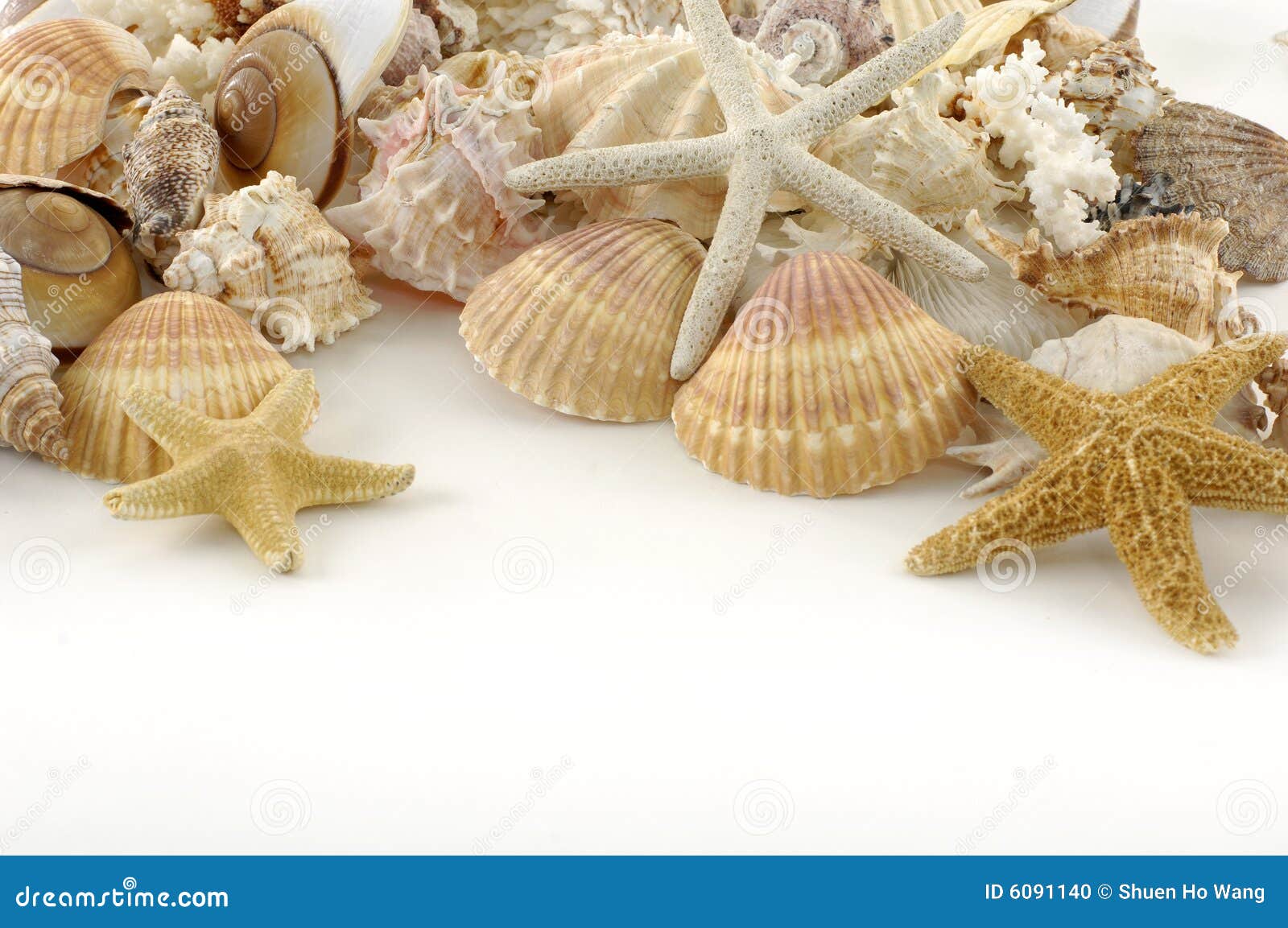 Shells stock photo. Image of starfish, ocean, crustacean - 6091140