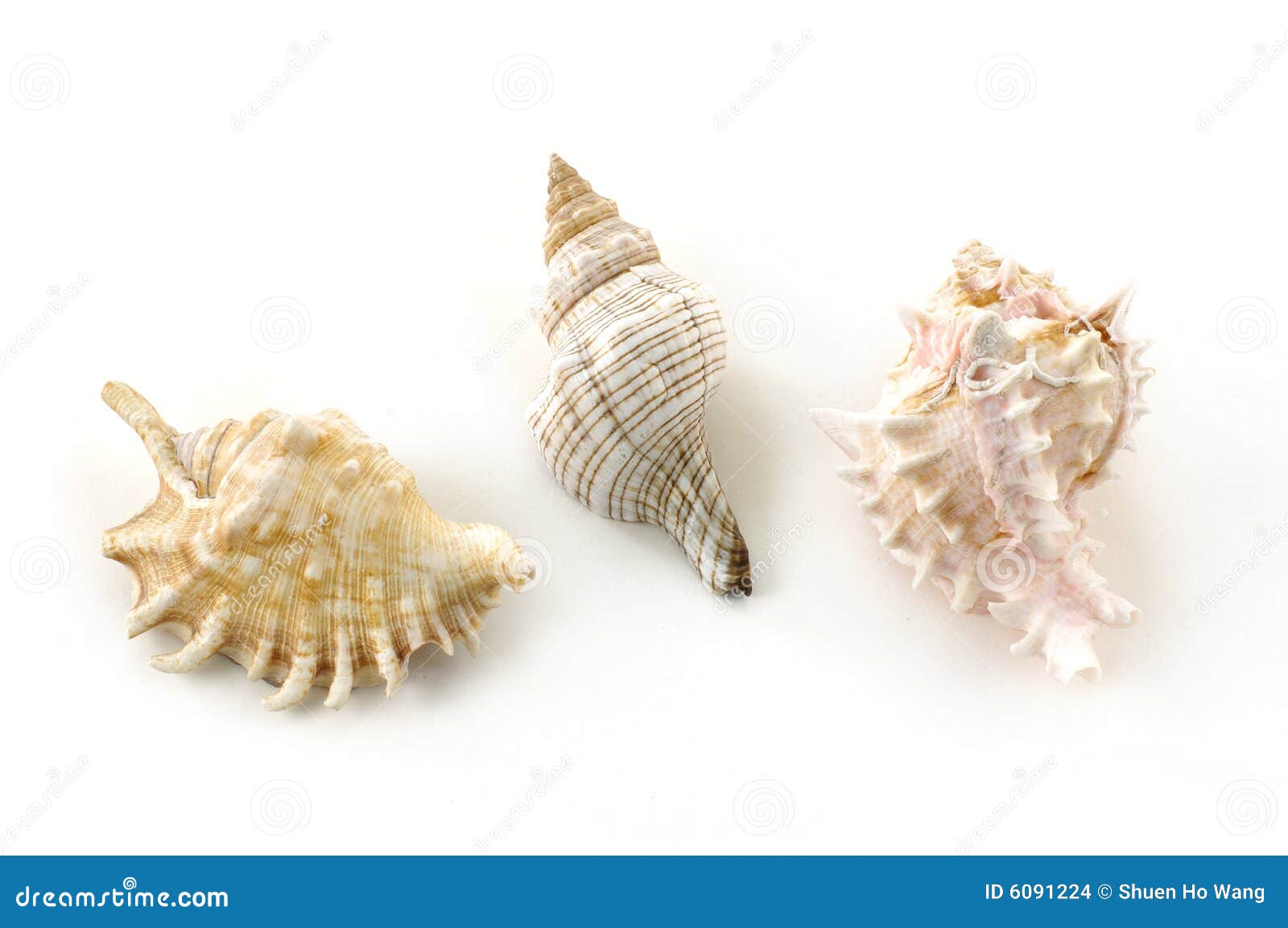 Shells stock photo. Image of beachcomber, aquarium, environment - 6091224