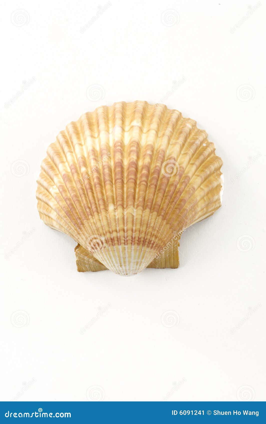 Shells stock image. Image of aquatic, seaside, holiday - 6091241