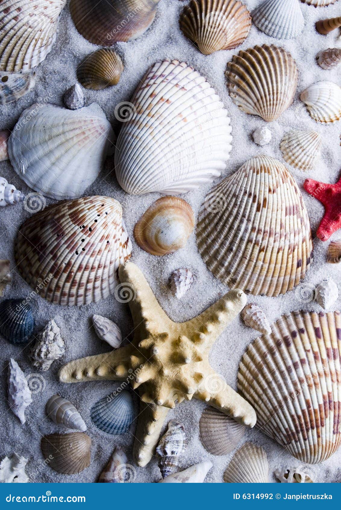 Shells stock photo. Image of sealife, seaside, seashell - 6314992