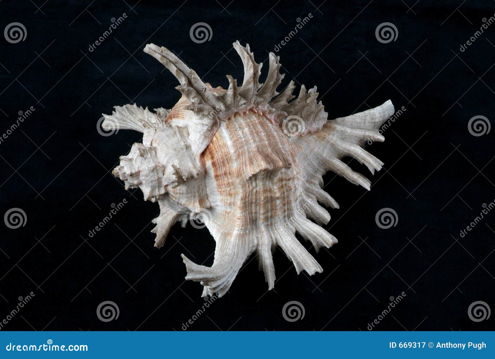 Shells stock image. Image of shapes, rock, marine, shape - 669317