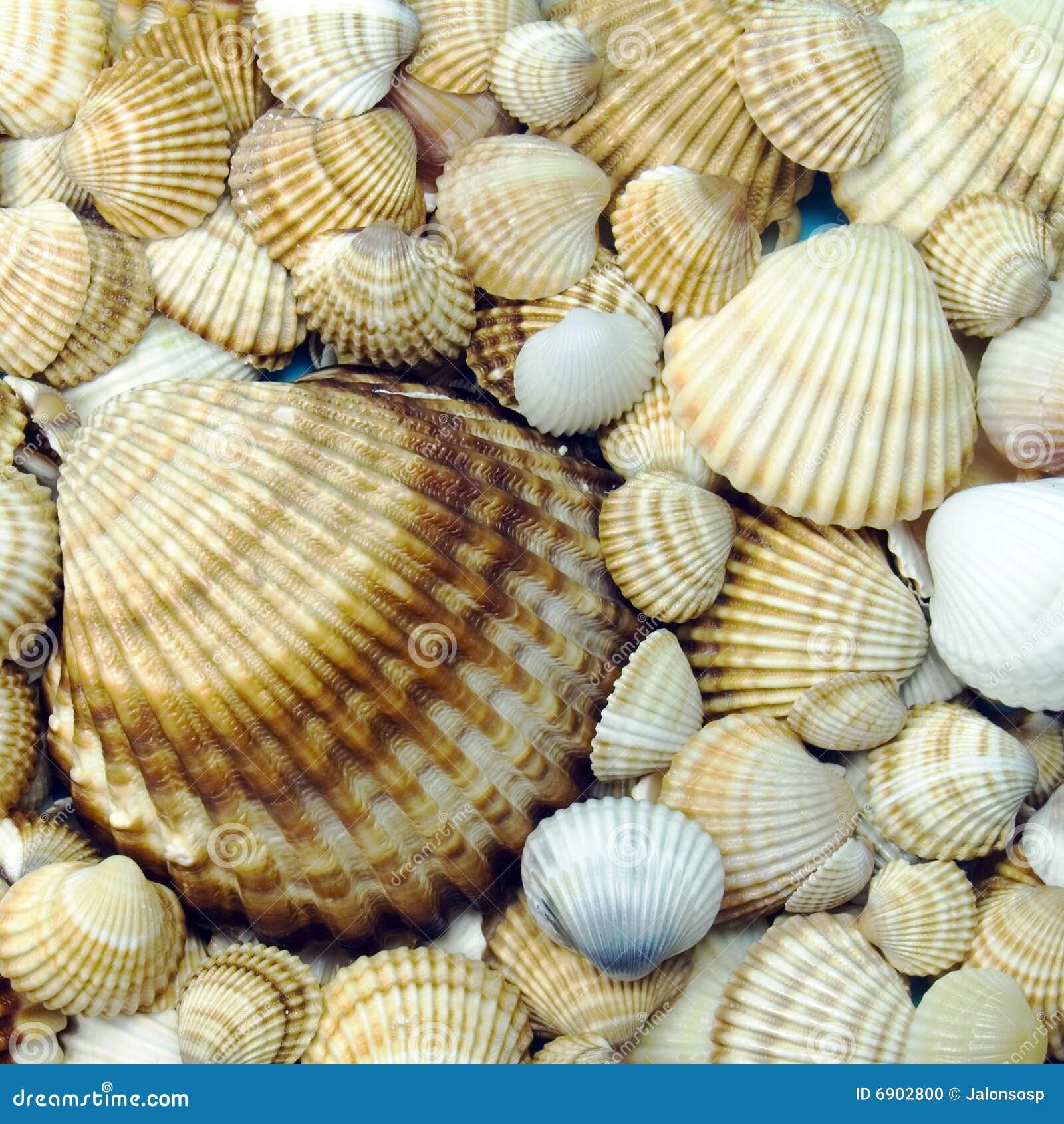 Shells stock photo. Image of shells, bivalve, shellfish - 6902800