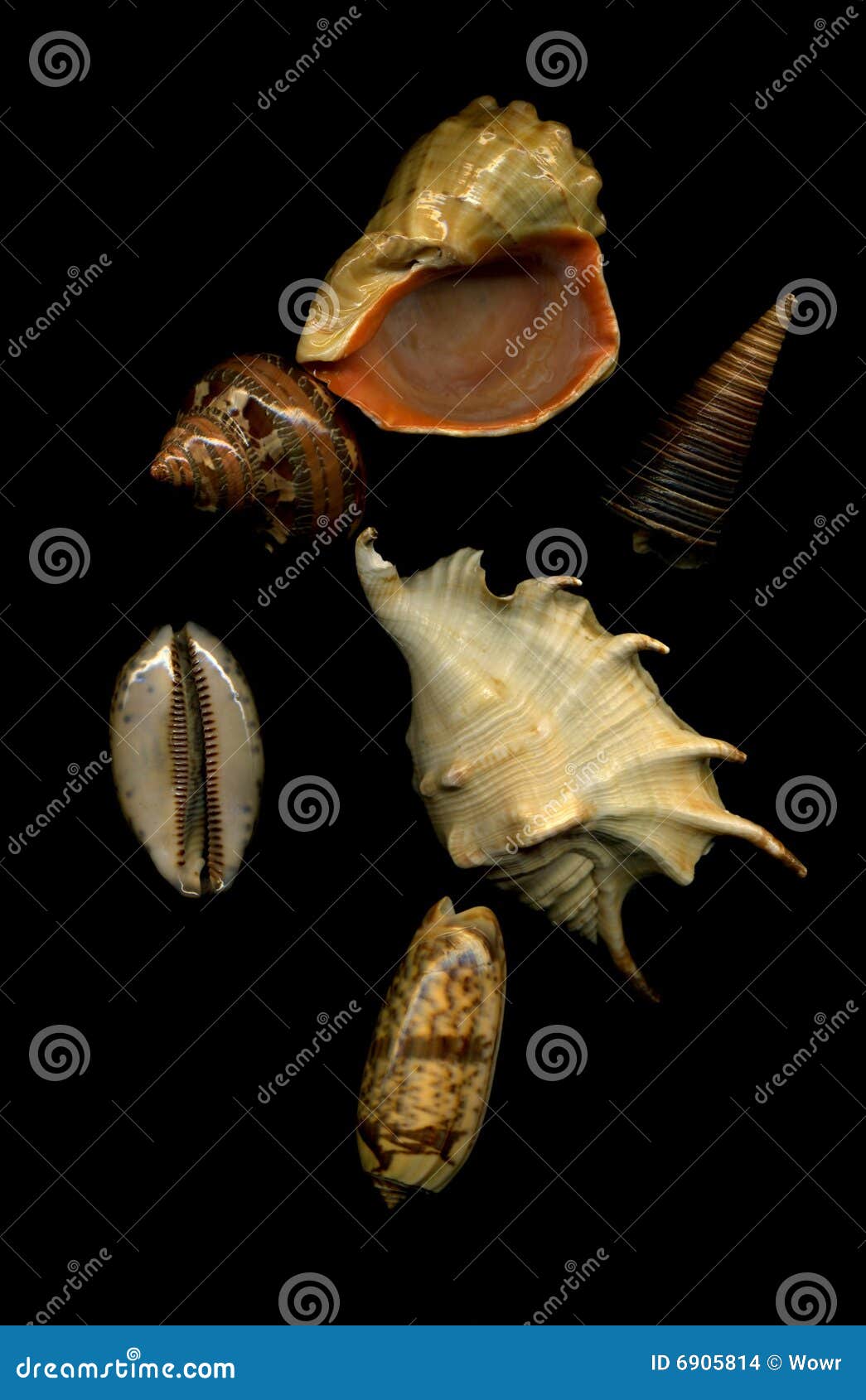 Shells stock photo. Image of mollusk, small, organic, spiral - 6905814