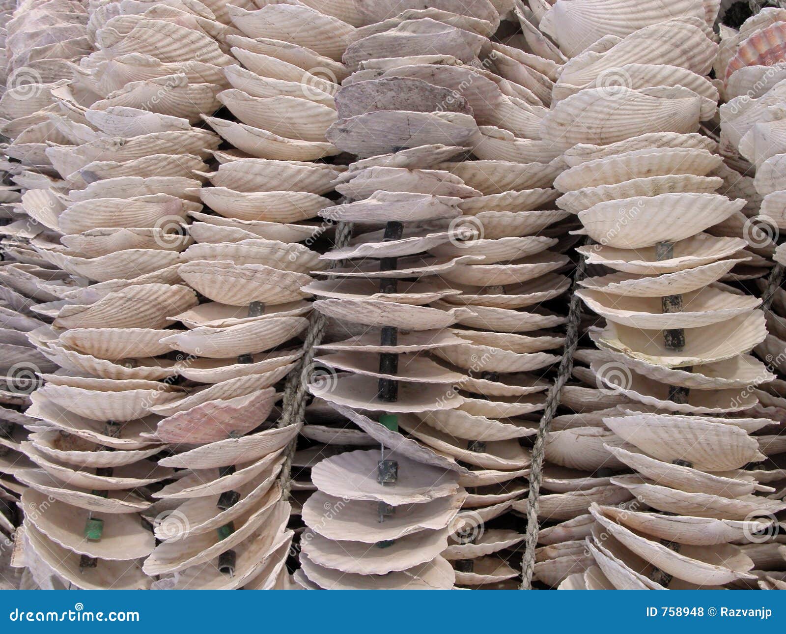 Shells stock photo. Image of nature, industry, abstract - 758948