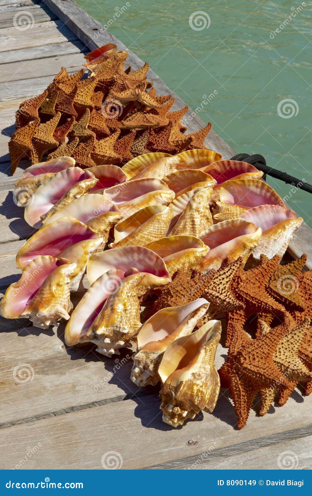 Shells stock image. Image of tropical, mexico, water, pier - 8090149