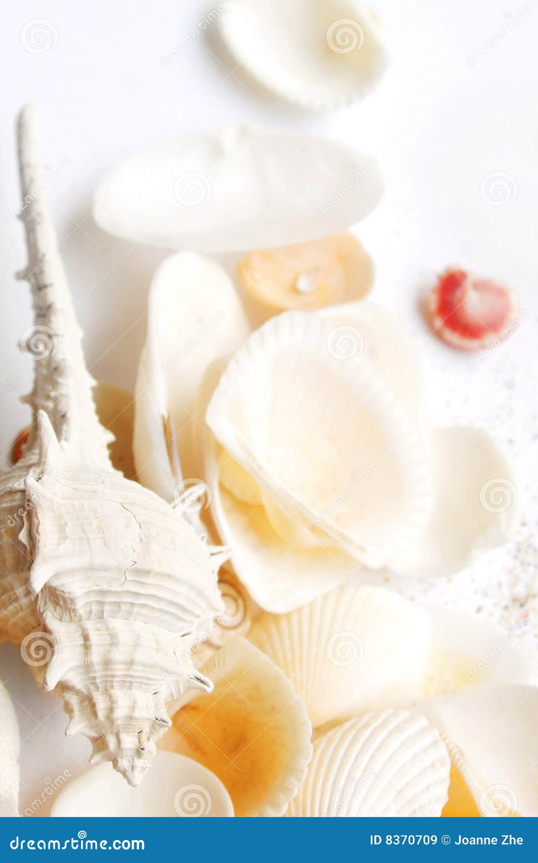 Shells stock image. Image of romantic, cute, bright, seashells - 8370709
