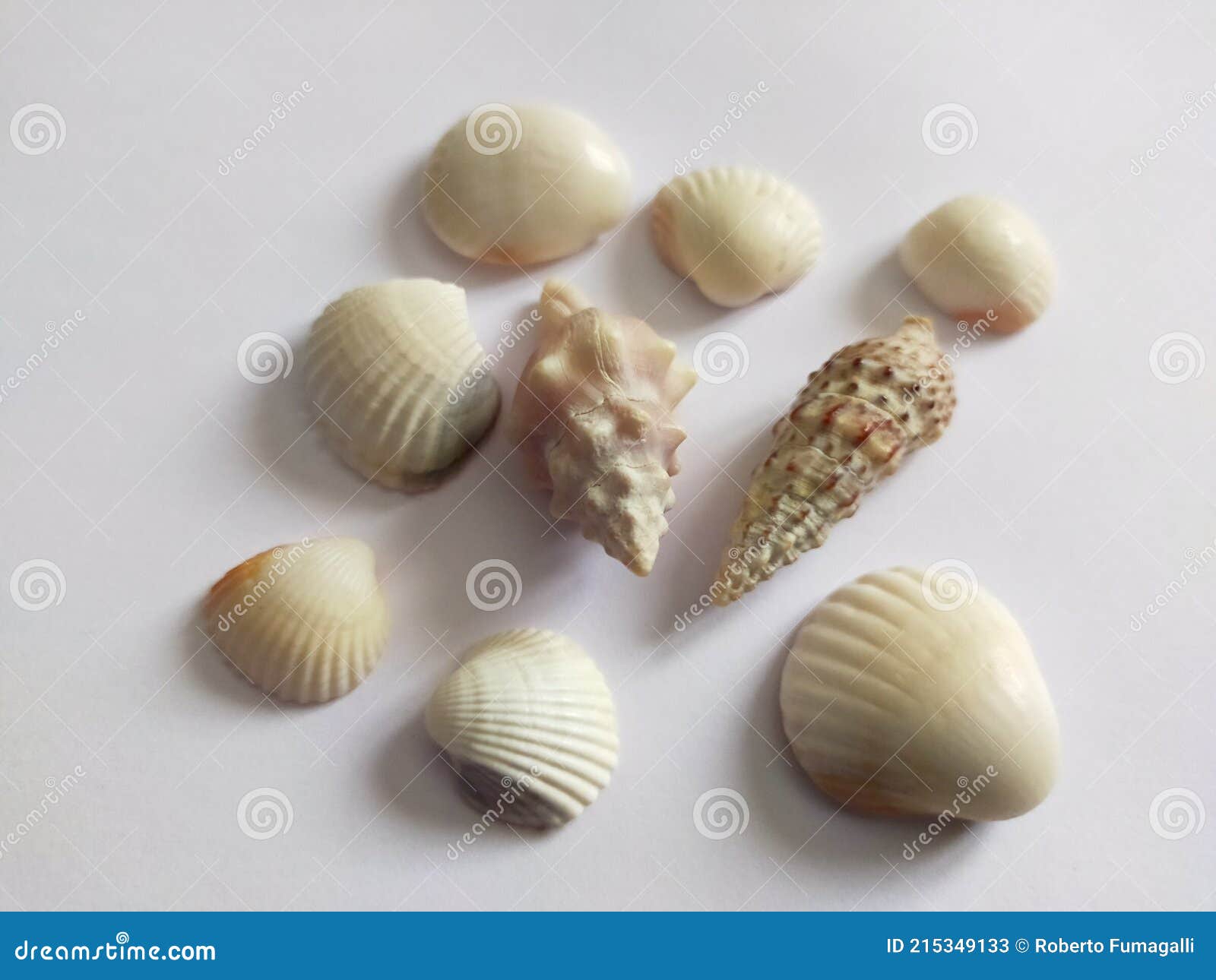 Bunch of shells stock image. Image of baking, snack - 215349133