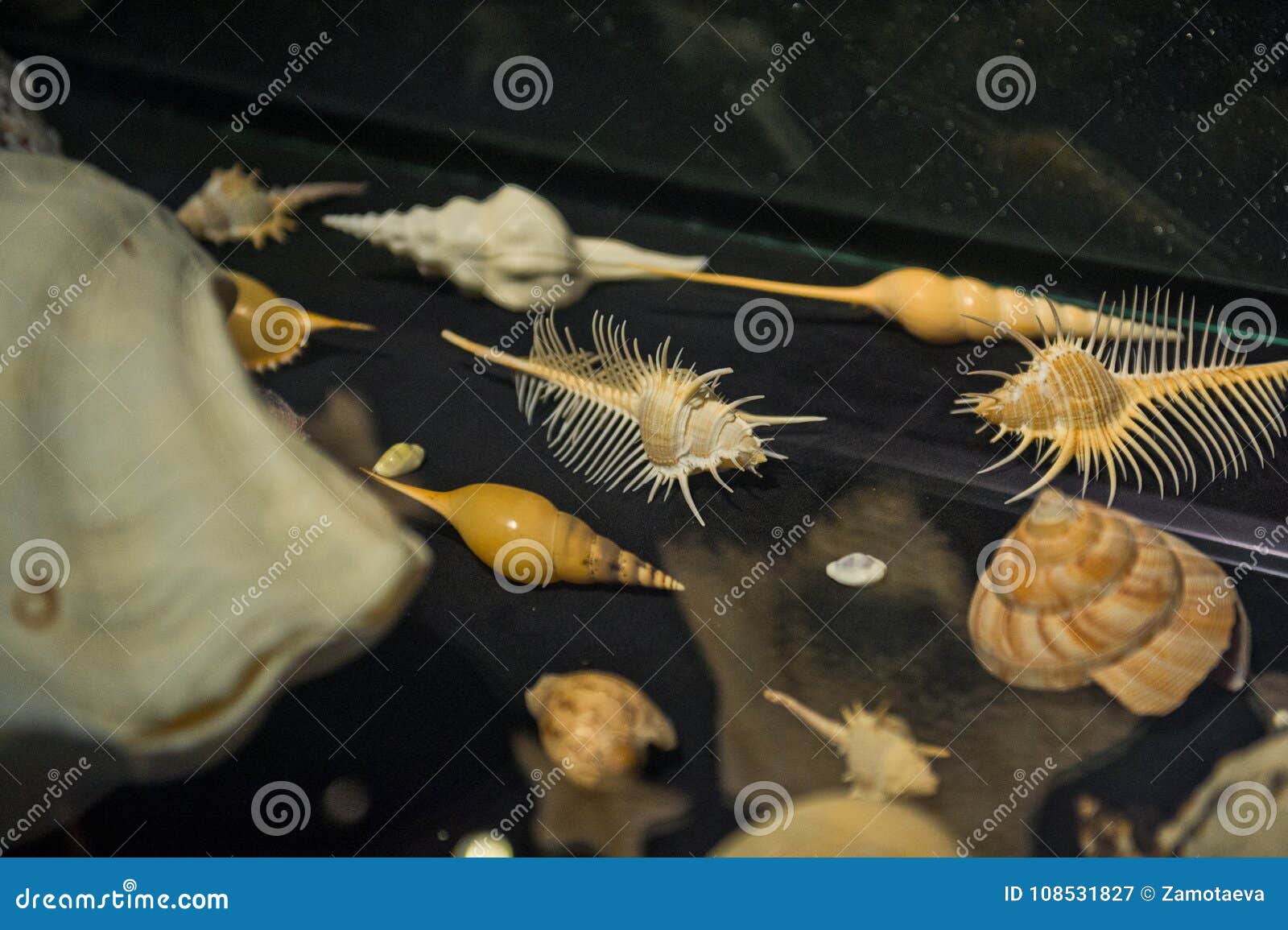 Shells of Ancient Molluscs 8261. Editorial Photography - Image of ...