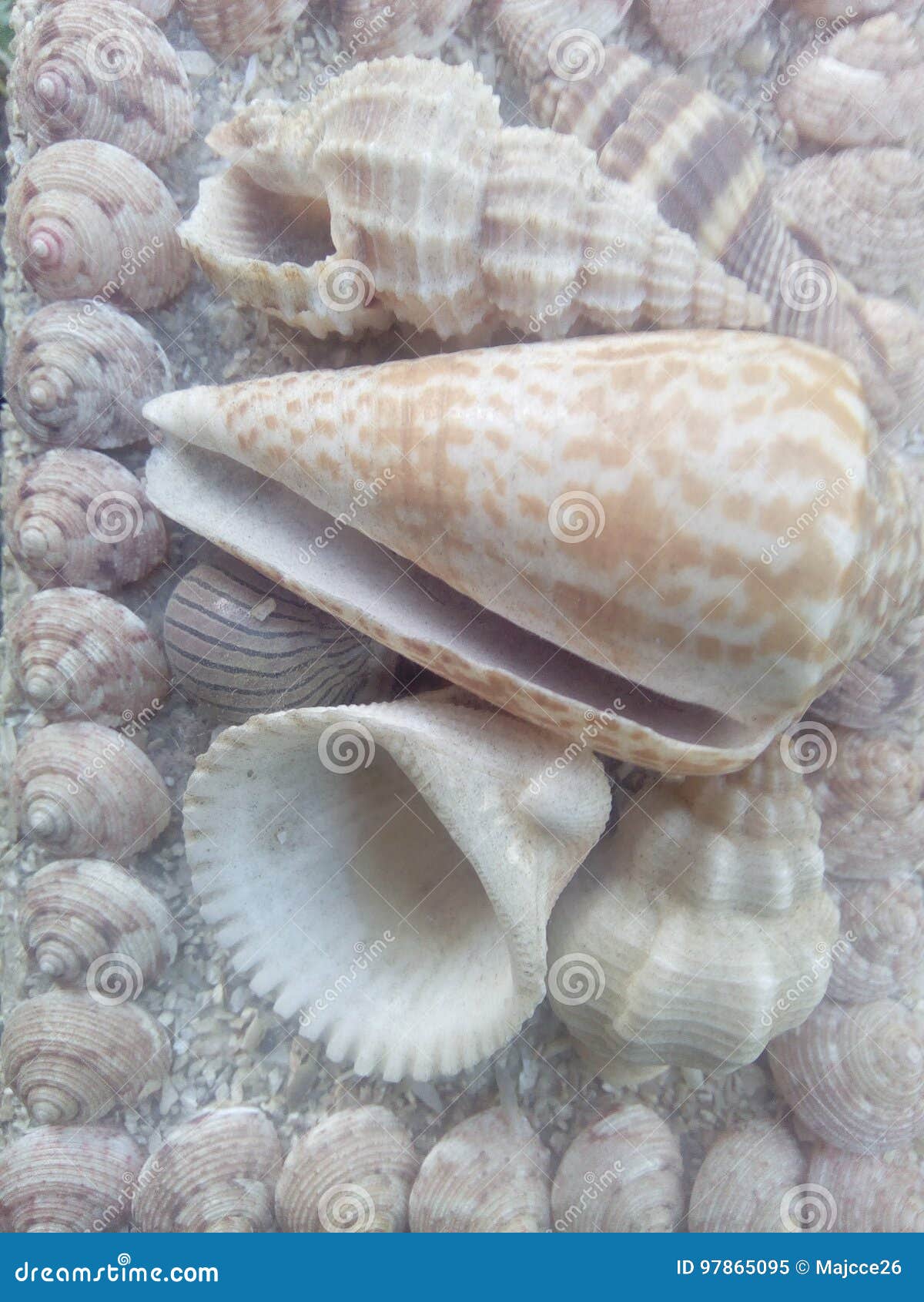 Shells Animal Sea Sand Beach Summer Stock Image - Image of fall ...