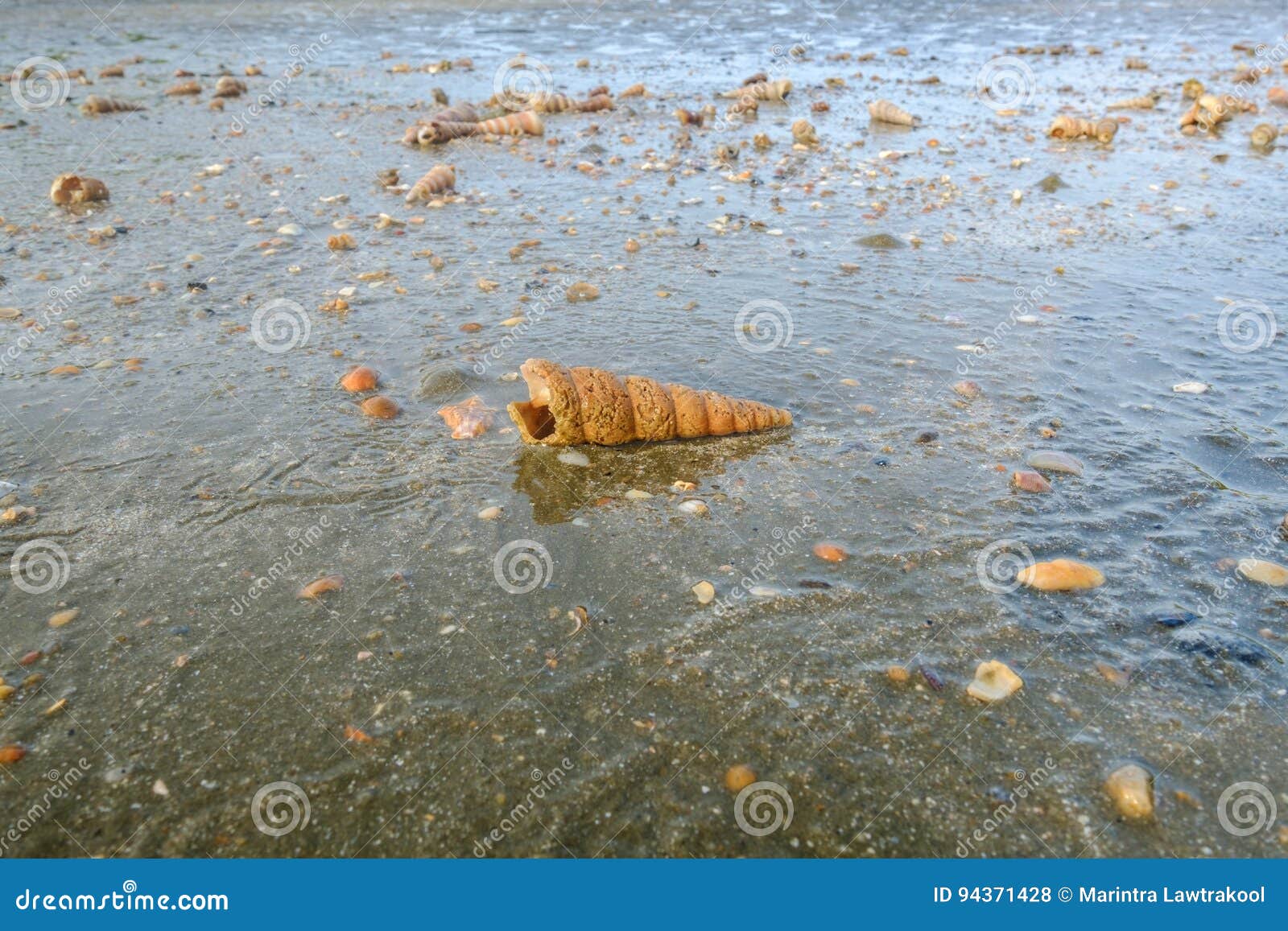 Shells that Appear after Dropping the Sea. Stock Photo - Image of ...