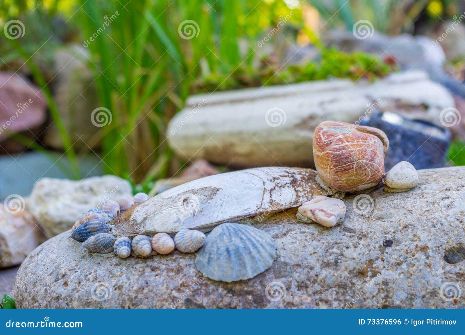 Shells Arranged in a Circle Stock Photo - Image of flower, greenhouse ...