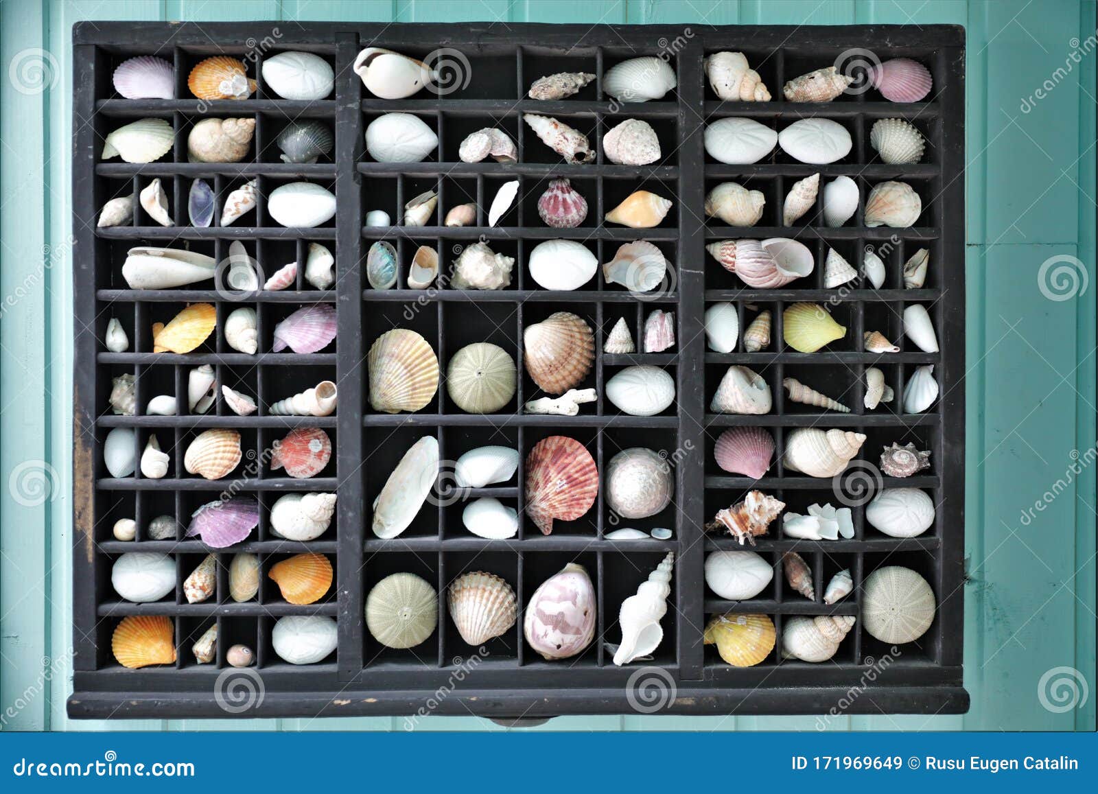 Shells Assortment Collection Different Expo Stock Image - Image of sand ... Shells Assortment Collection Different Expo Stock Image - Image of sand ...