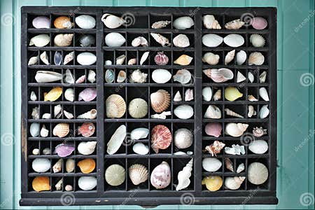 Shells Assortment Collection Different Expo Stock Image - Image of sand ...