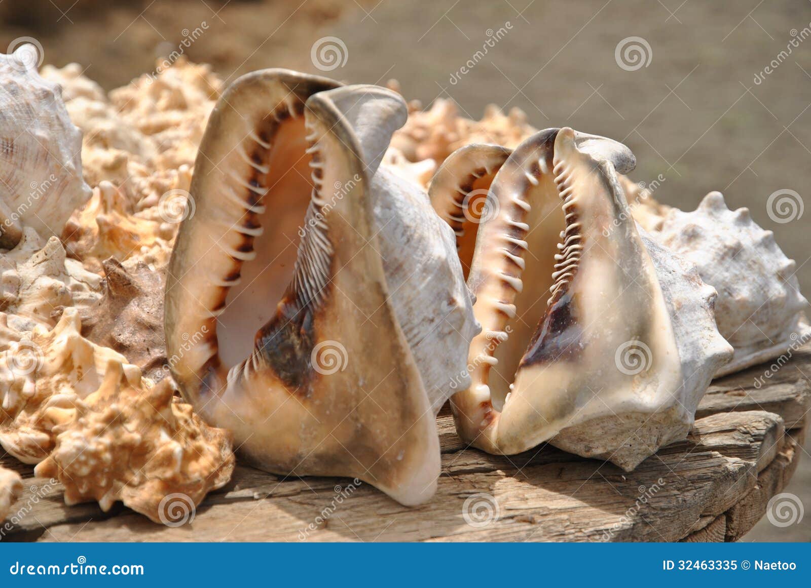 Shells from Atlantic ocean stock image. Image of kapverden - 32463335