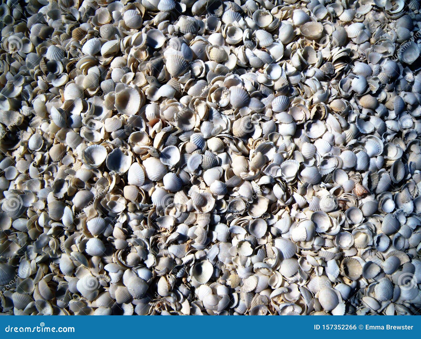 Shells On An Australian Beach Royalty-Free Stock Image | CartoonDealer ...