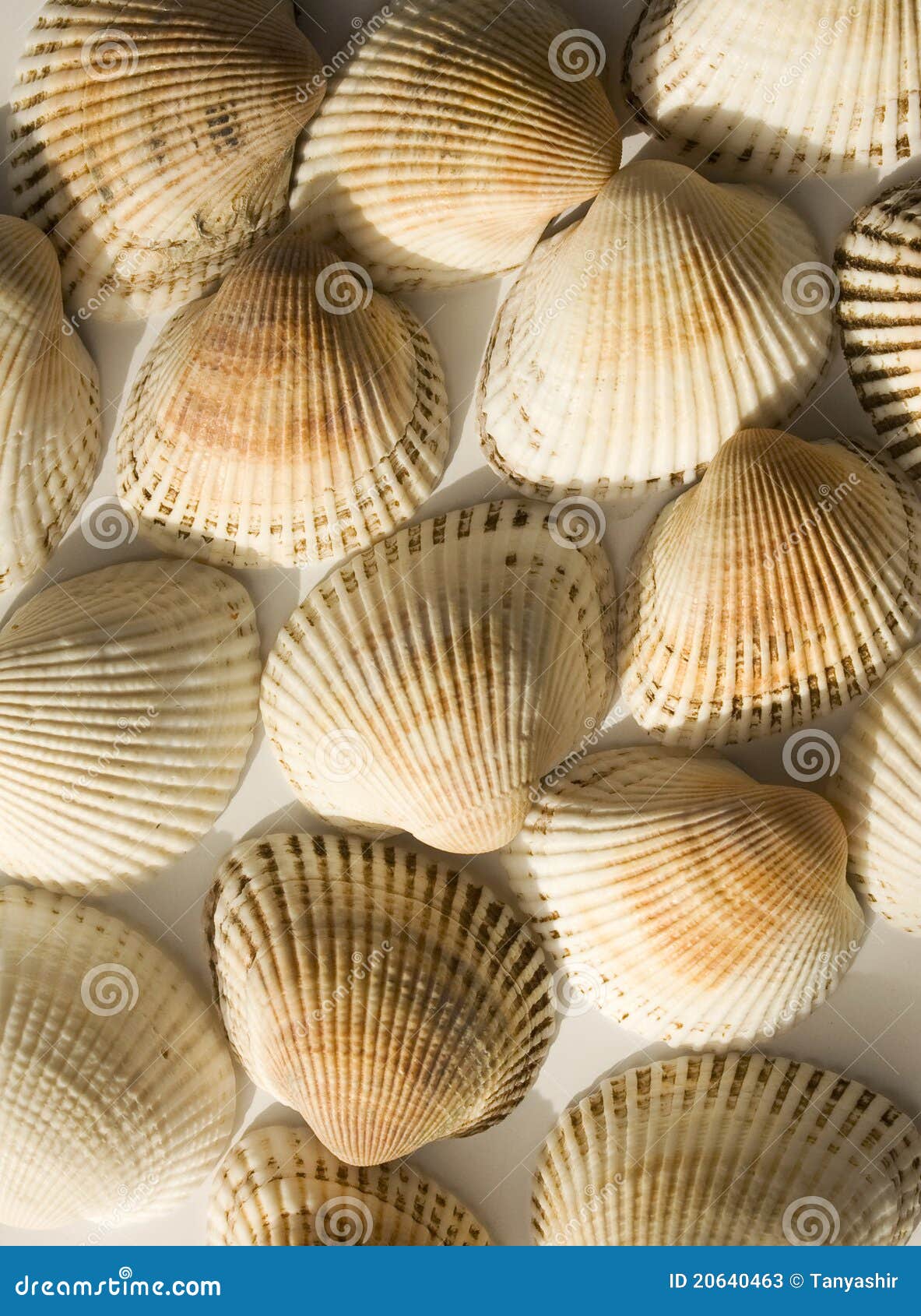 Shells background stock image. Image of nature, ocean - 20640463