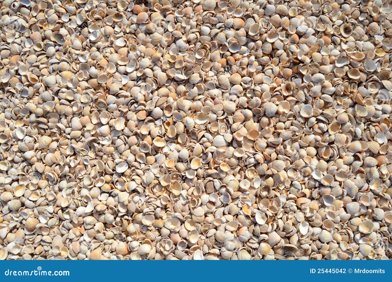 Shells Background stock photo. Image of hundreds, brown - 25445042
