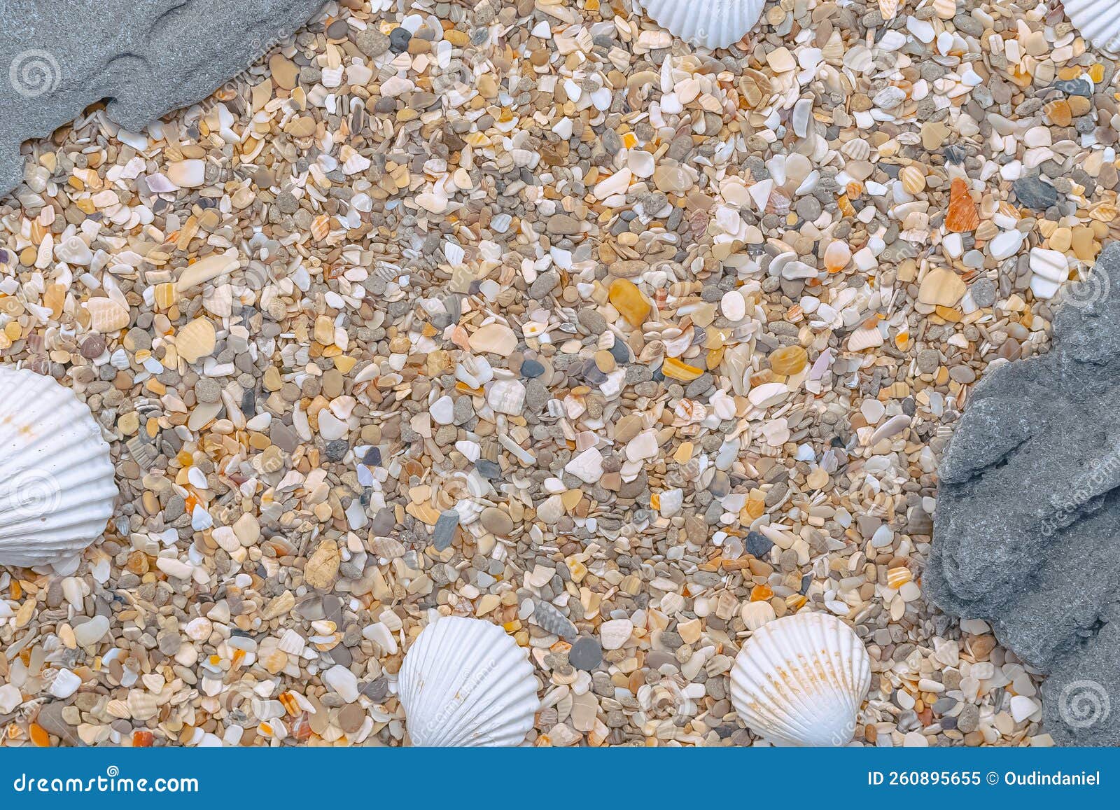 Shells on a Background with Free Space. Stock Image - Image of beach ...