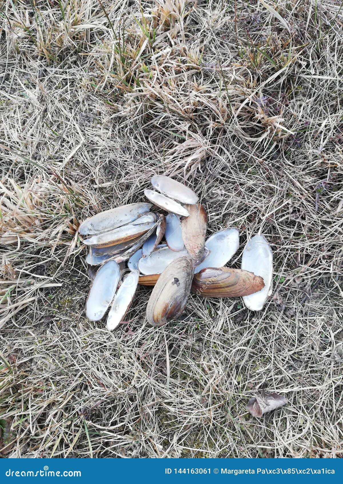 Shells on the Bank of River Stock Image - Image of bank, river: 144163061