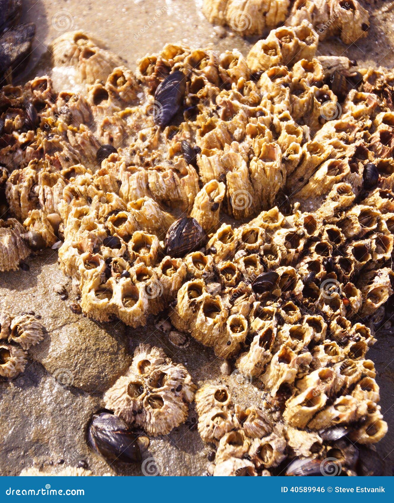 Shells of barnacle stock photo. Image of ocean, invertebrate - 40589946