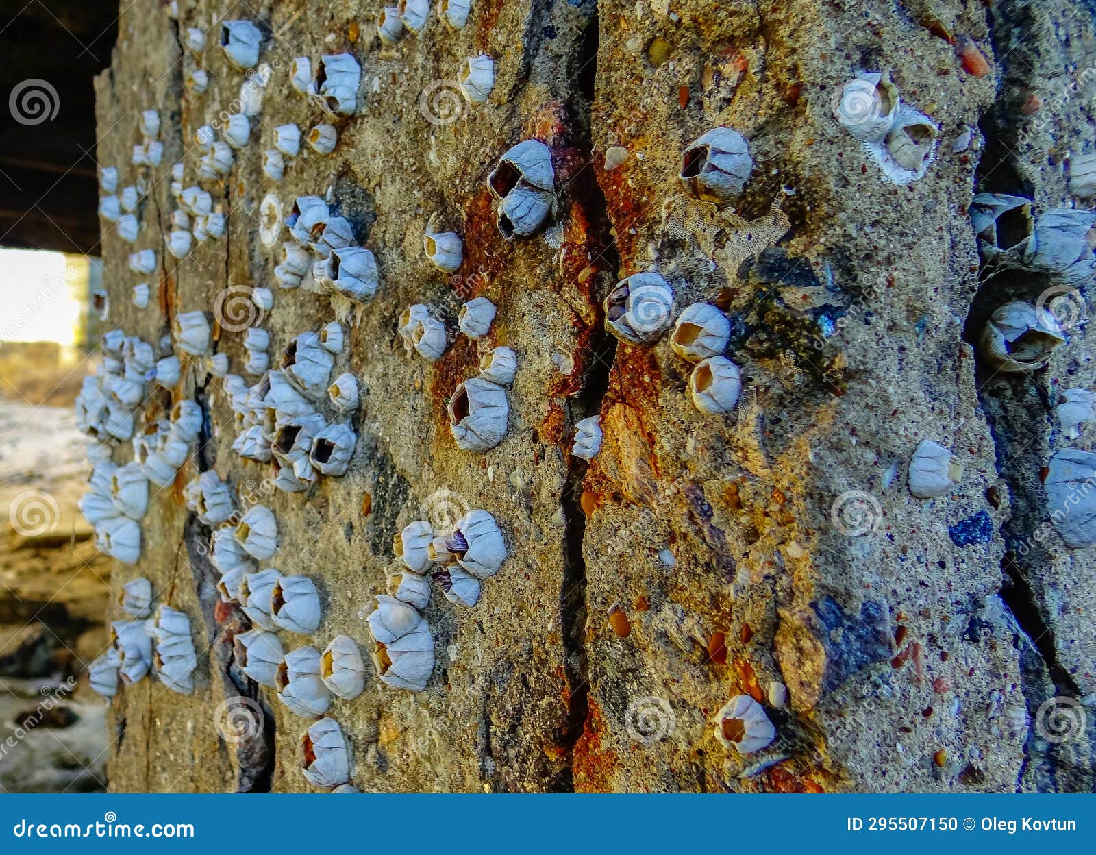 Shells of Barnacles Balanus Sp. on Concrete Piles of a Bridge Near the ...